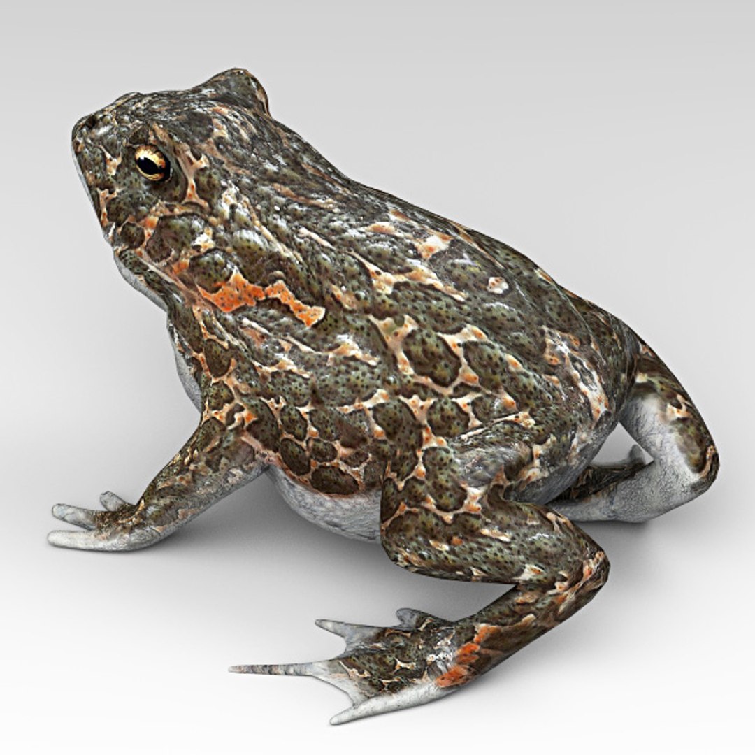 toad 3d model