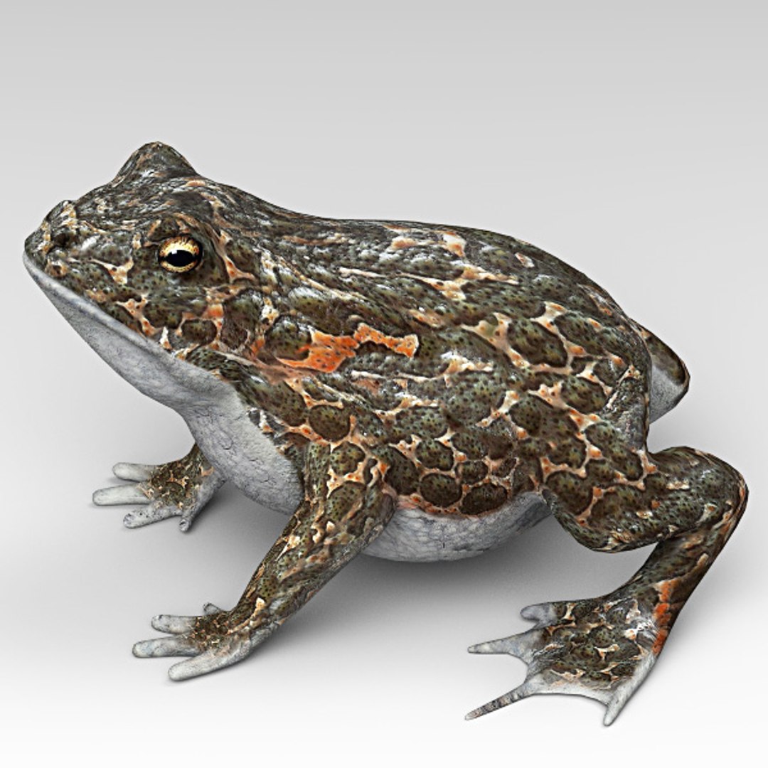 toad 3d model