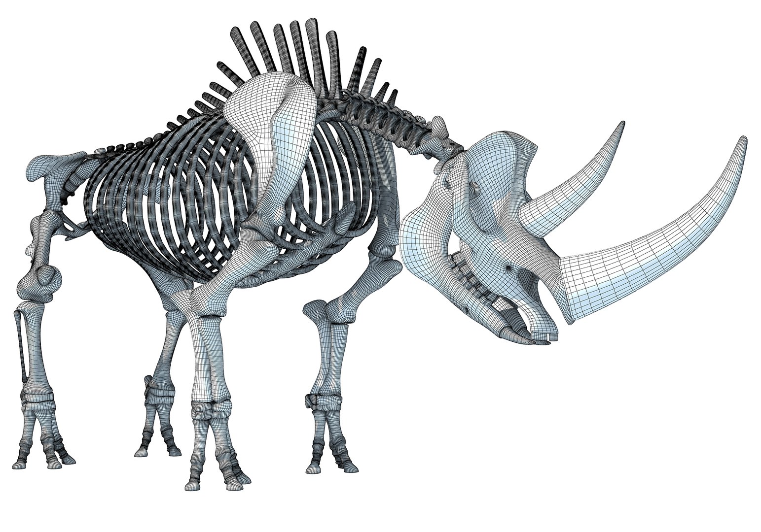 3D Rhino Skeleton Animal - TurboSquid 1327581