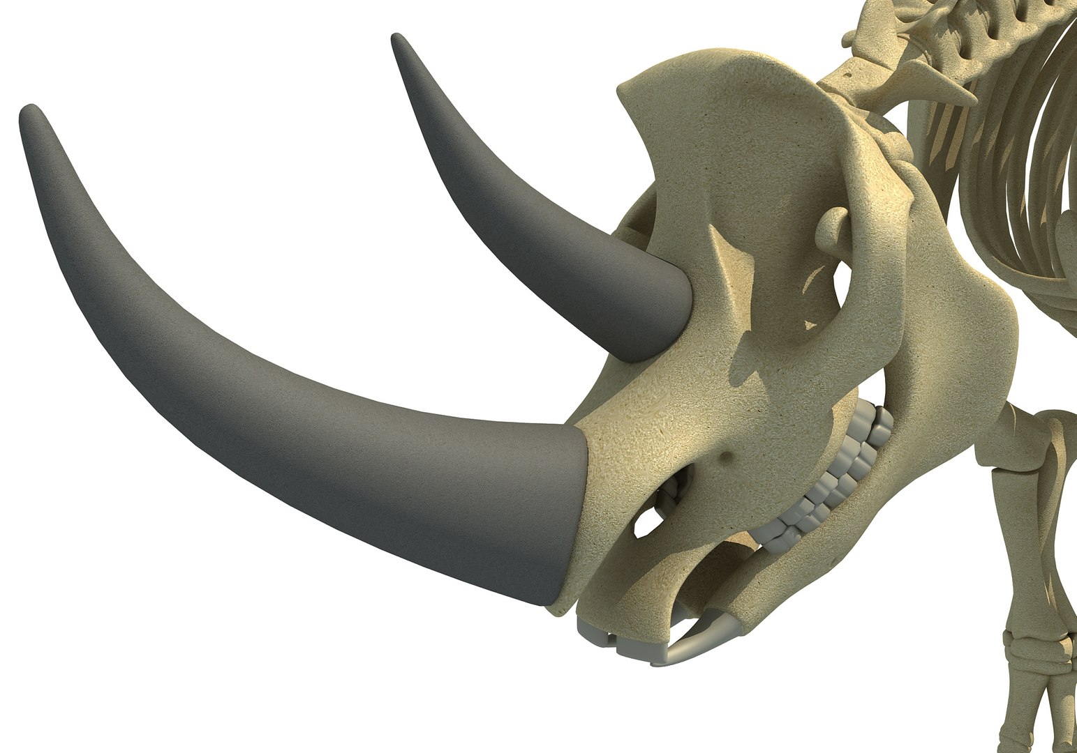 3D Rhino Skeleton Animal - TurboSquid 1327581