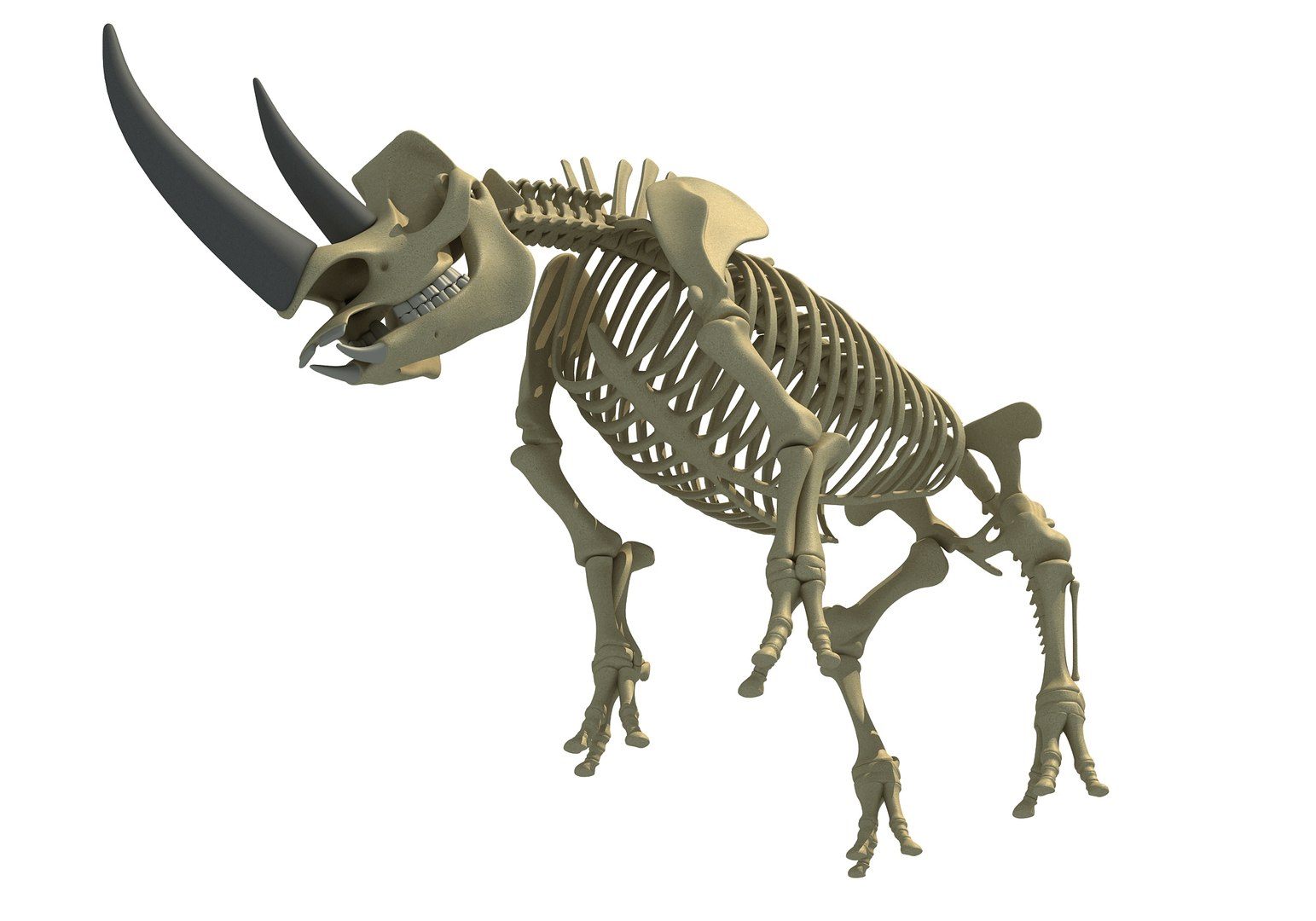 3D Rhino Skeleton Animal - TurboSquid 1327581