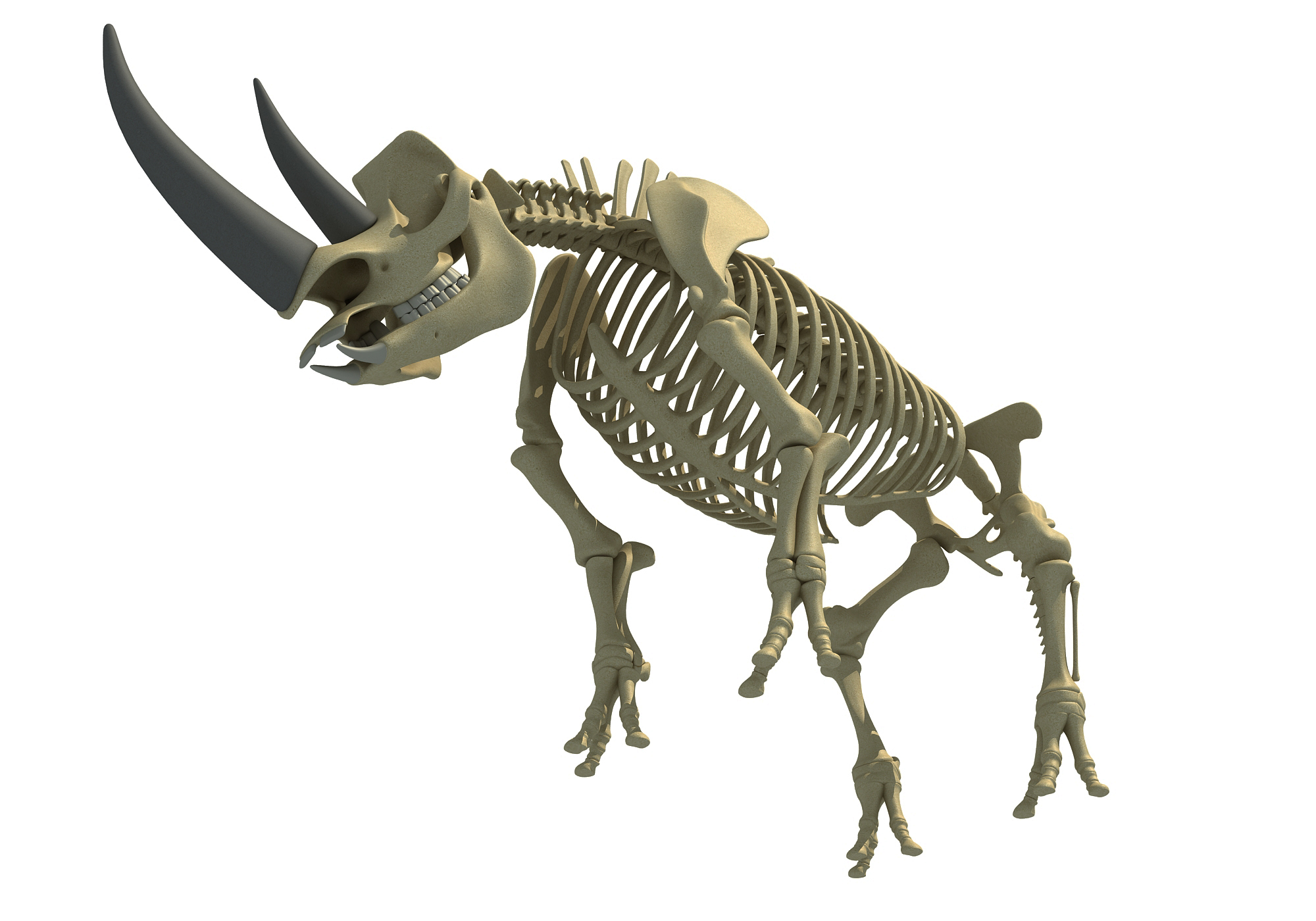 3D rhino skeleton animal - TurboSquid 1327581