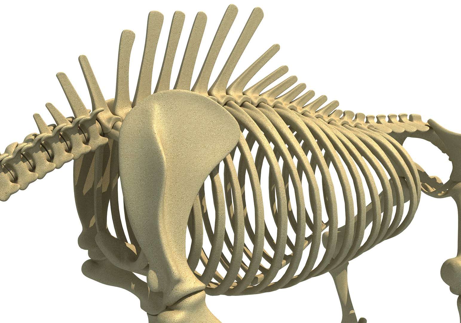 3D Rhino Skeleton Animal - TurboSquid 1327581
