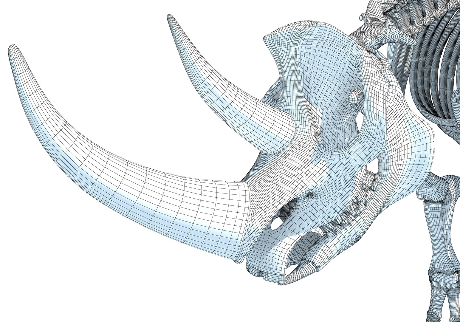 3D Rhino Skeleton Animal - TurboSquid 1327581