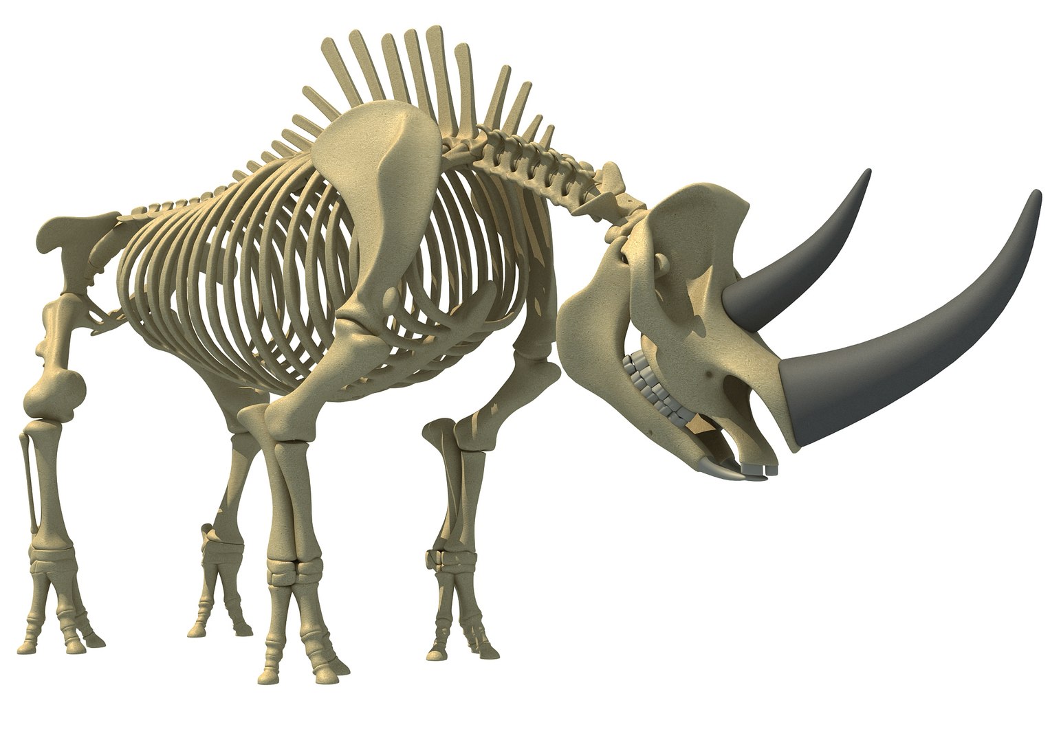 3D Rhino Skeleton Animal - TurboSquid 1327581