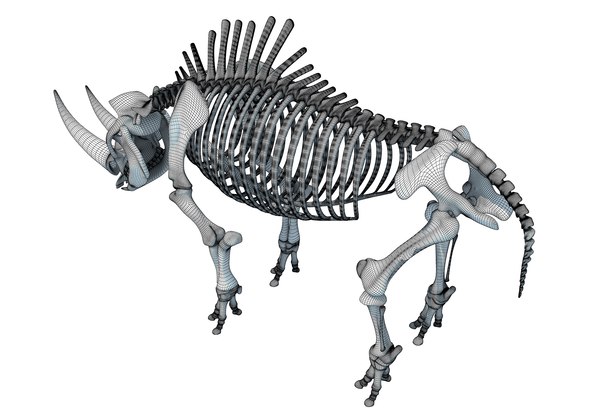 3D rhino skeleton animal - TurboSquid 1327581