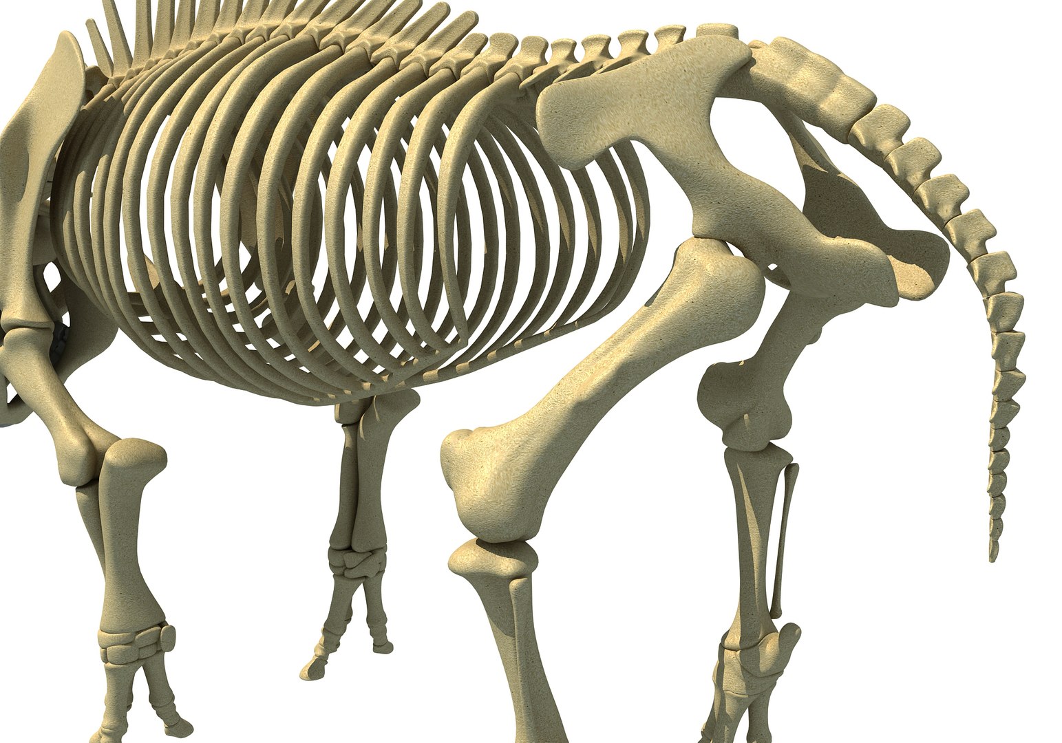 3D Rhino Skeleton Animal - TurboSquid 1327581