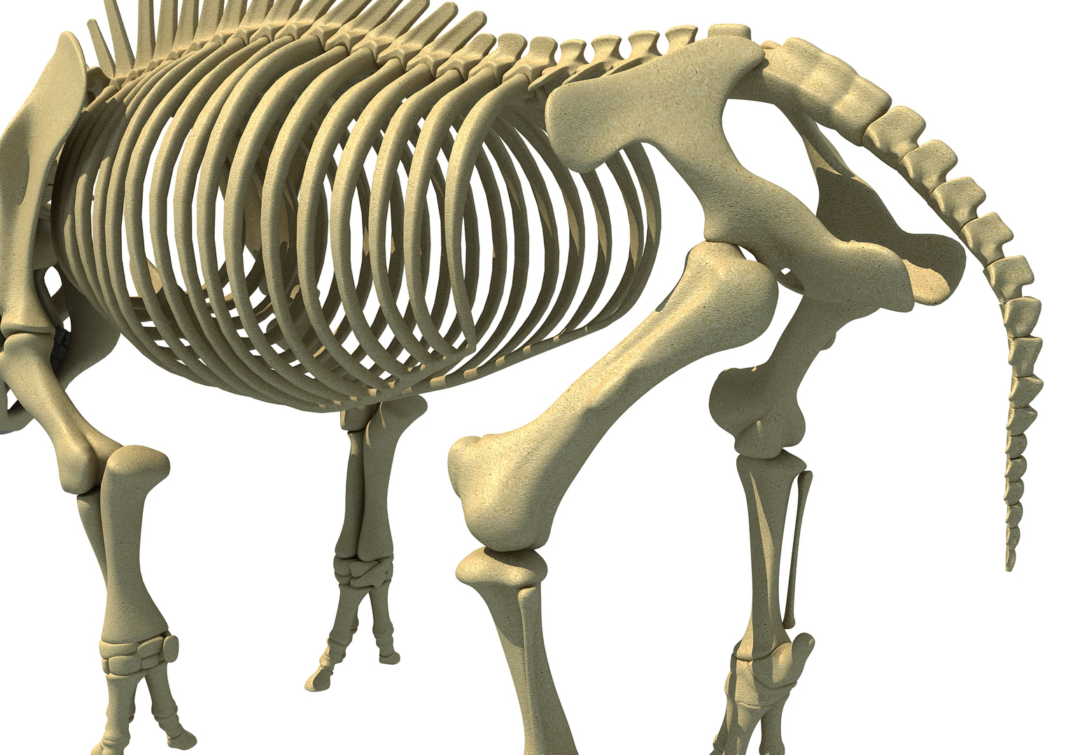 3D rhino skeleton animal - TurboSquid 1327581