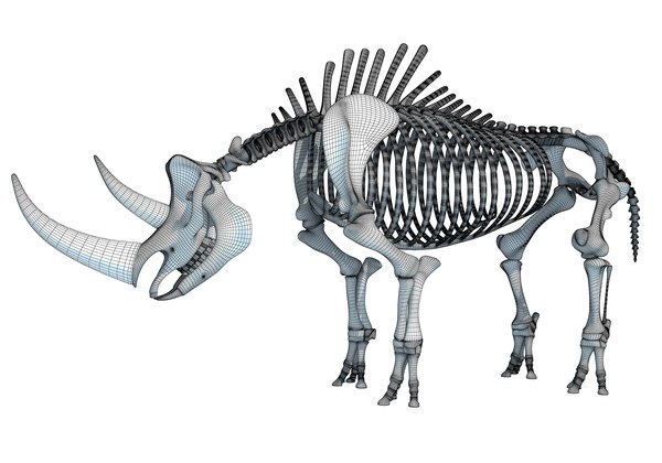 3D rhino skeleton animal - TurboSquid 1327581