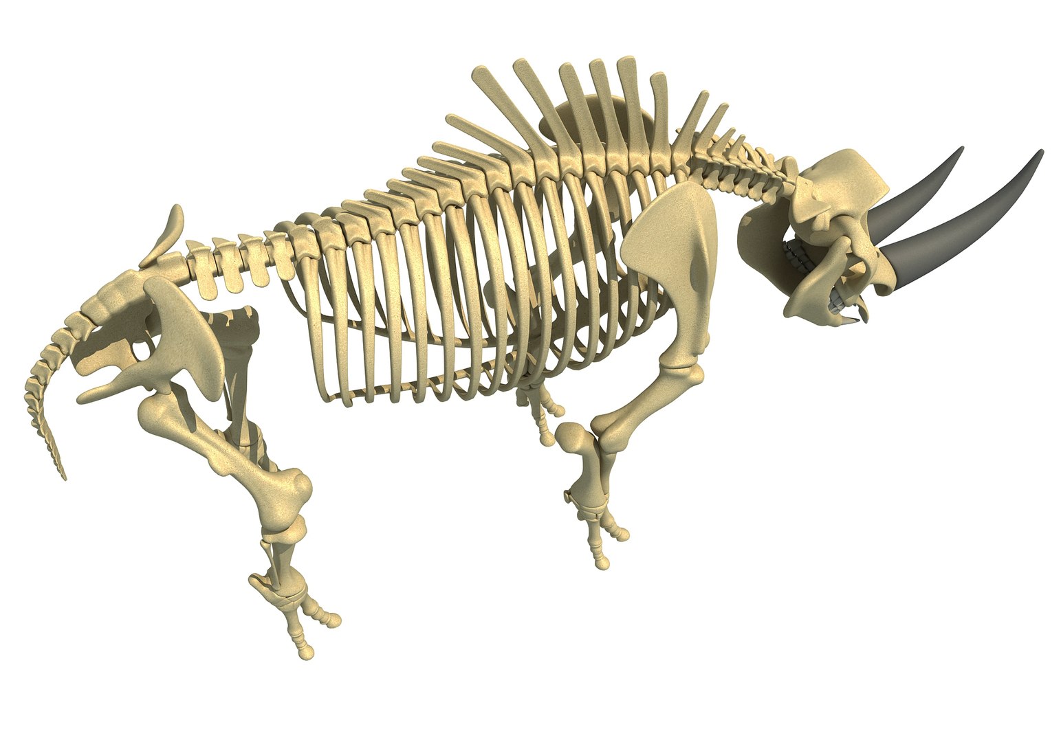 3D Rhino Skeleton Animal - TurboSquid 1327581