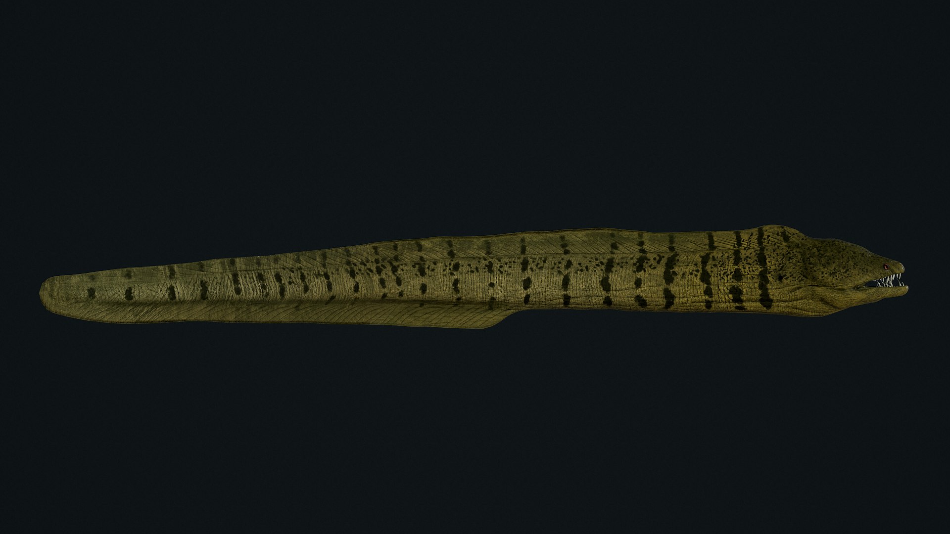 Animated Eel 3D Model - TurboSquid 2152682