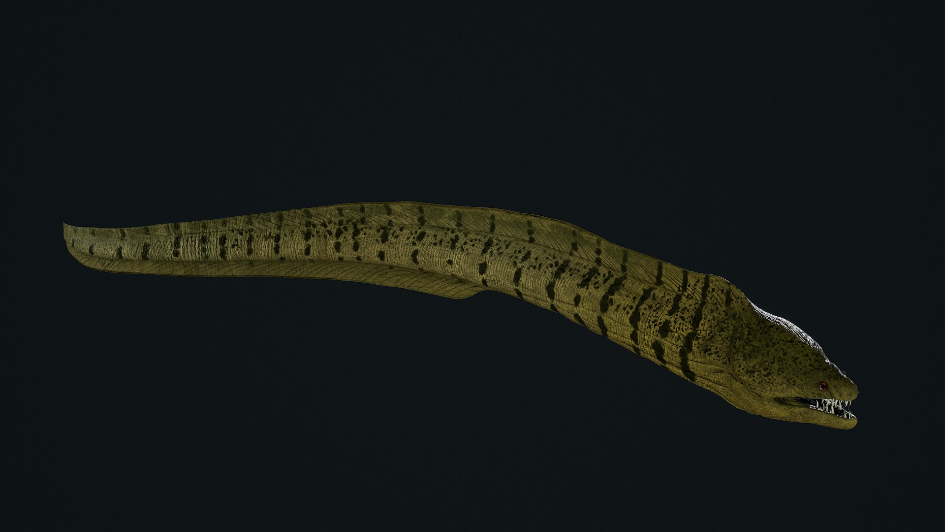 Animated Eel 3D Model - TurboSquid 2152682