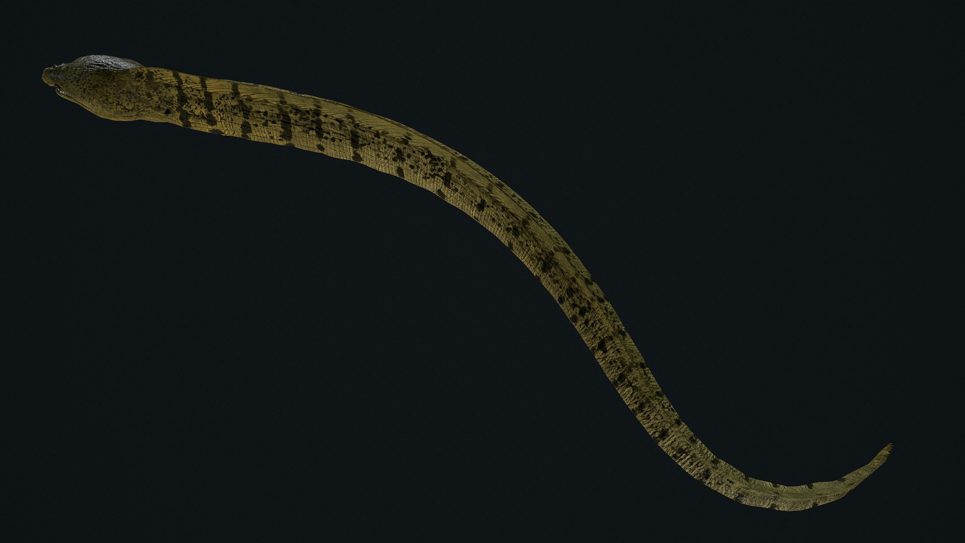 Animated Eel 3D Model - TurboSquid 2152682