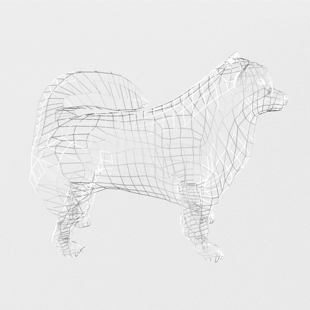 3D samoyed white model - TurboSquid 1398190