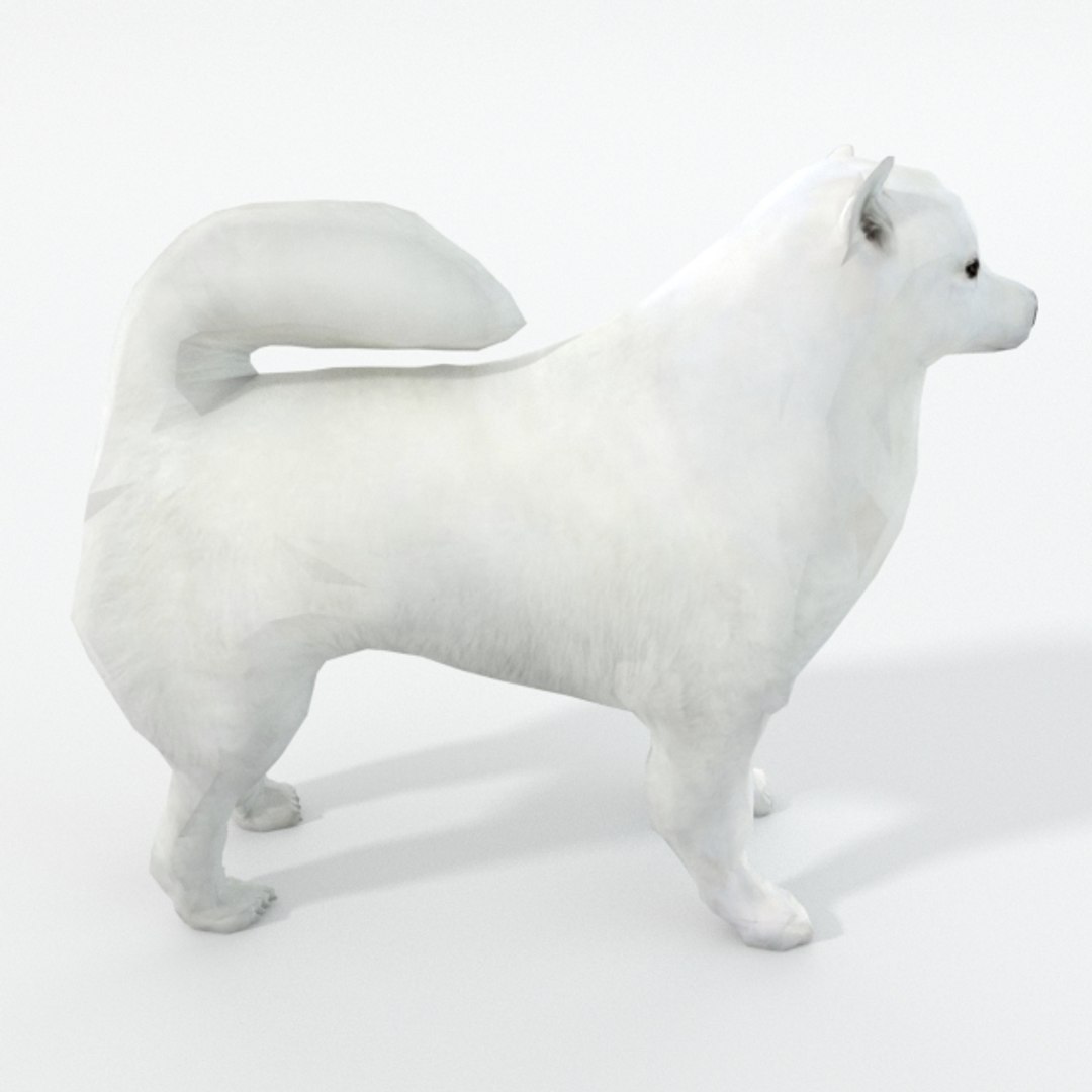3D samoyed white model - TurboSquid 1398190