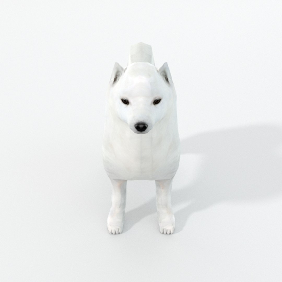 3D samoyed white model - TurboSquid 1398190