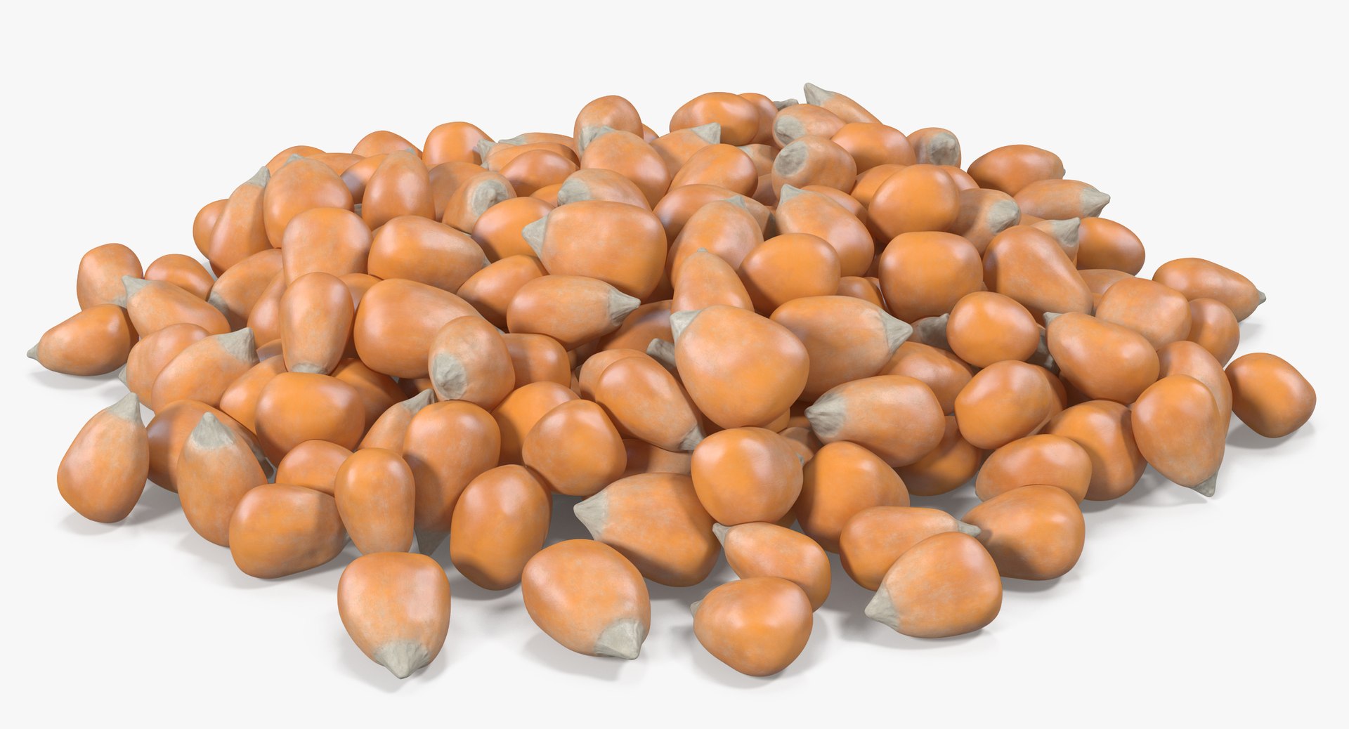 Corn kernels model - TurboSquid 1259981