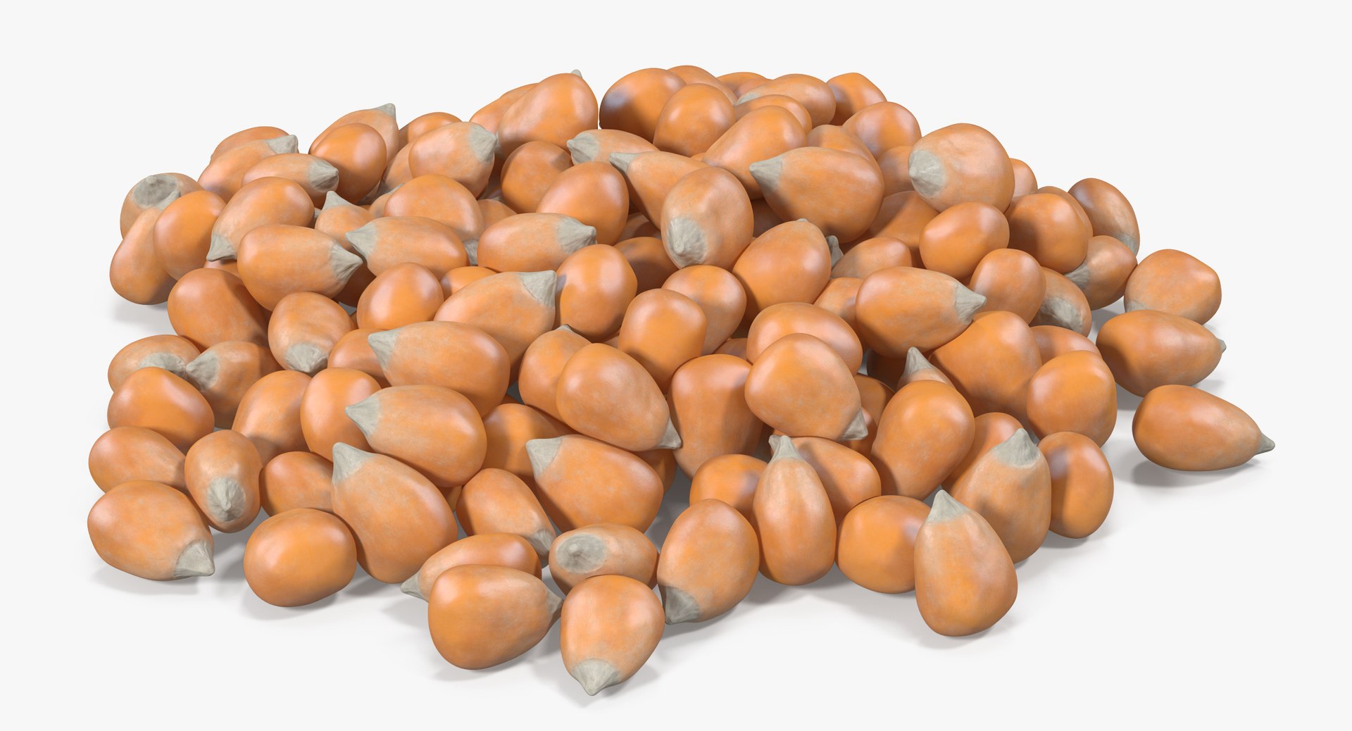 Corn kernels model - TurboSquid 1259981