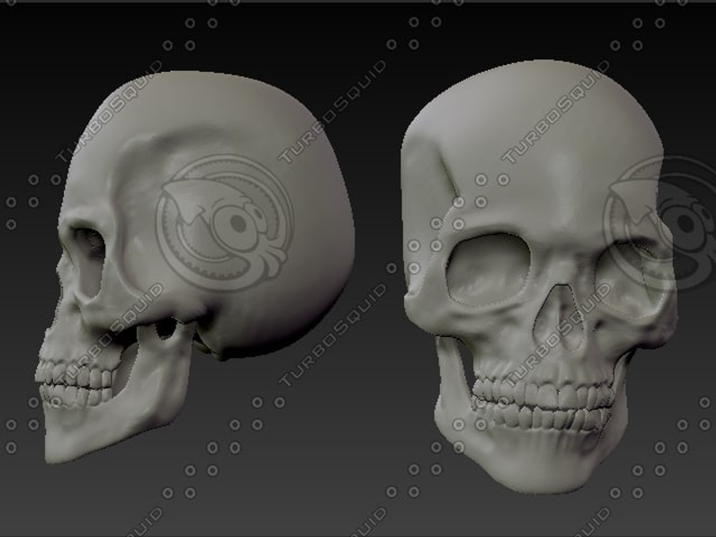 3dsmax Human Skull