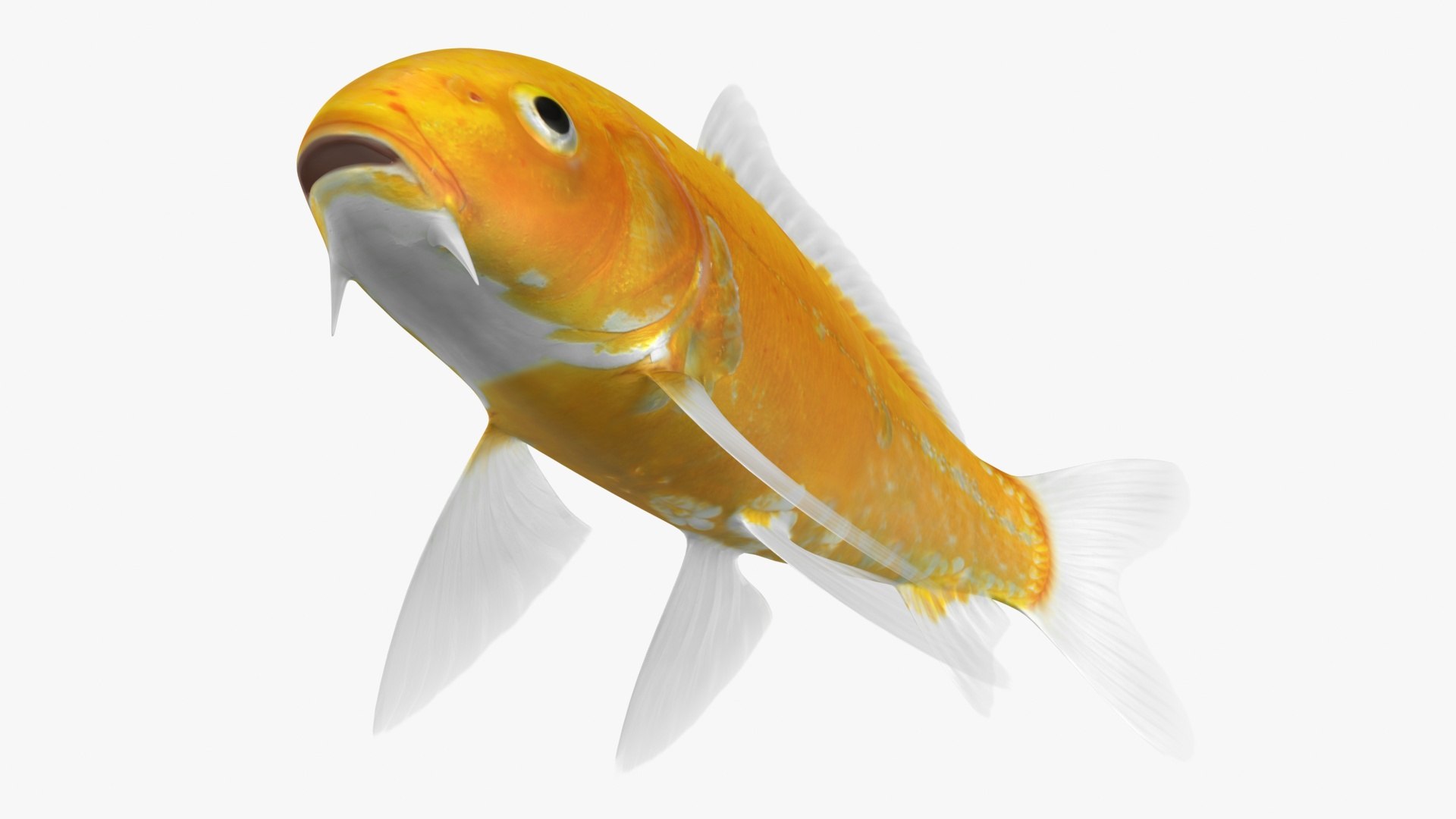 3D Kigoi Koi Fish Animation - TurboSquid 1504758