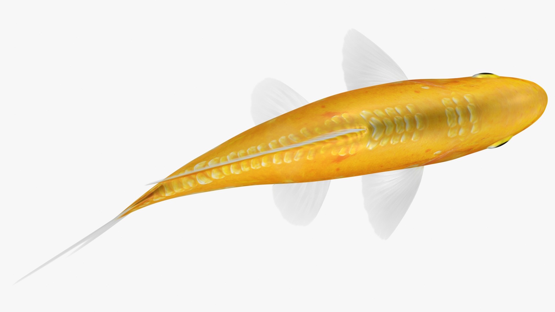 3D Kigoi Koi Fish Animation - TurboSquid 1504758