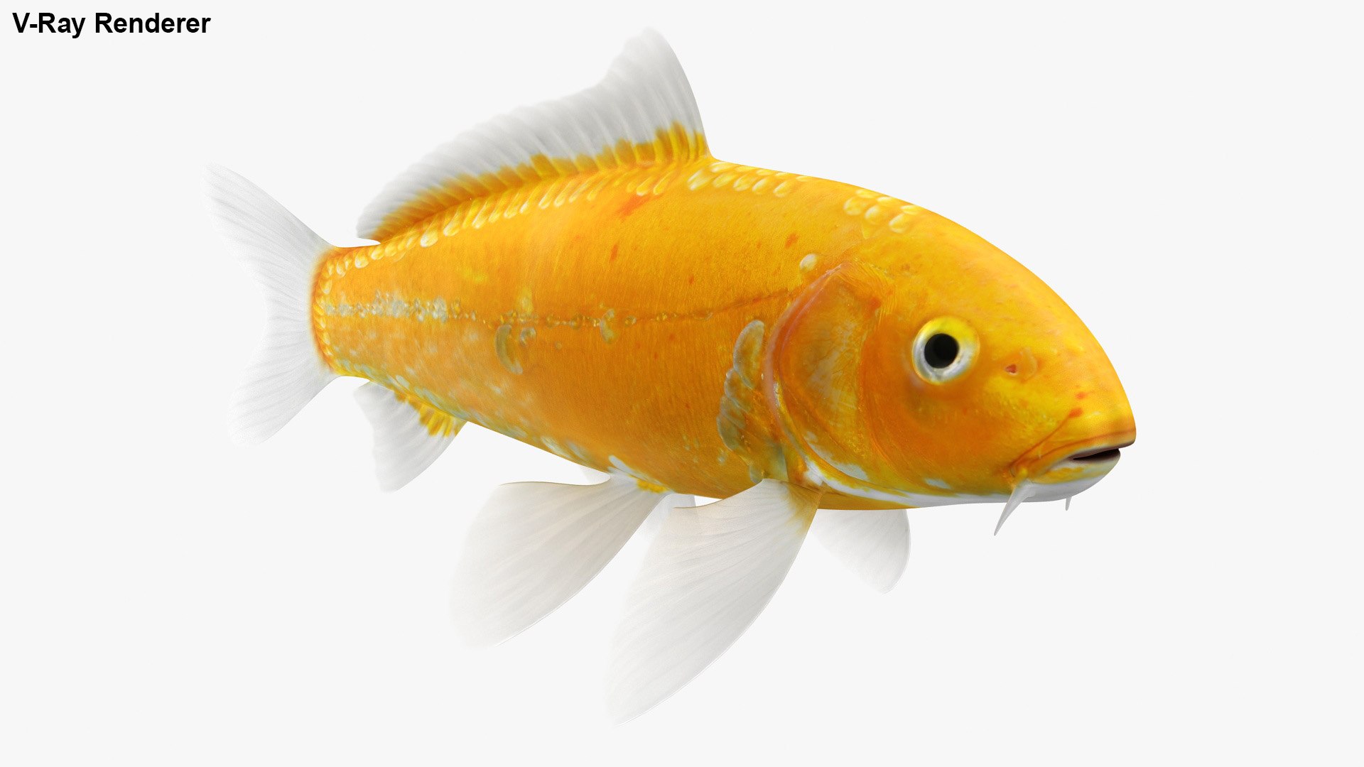3D Kigoi Koi Fish Animation - TurboSquid 1504758