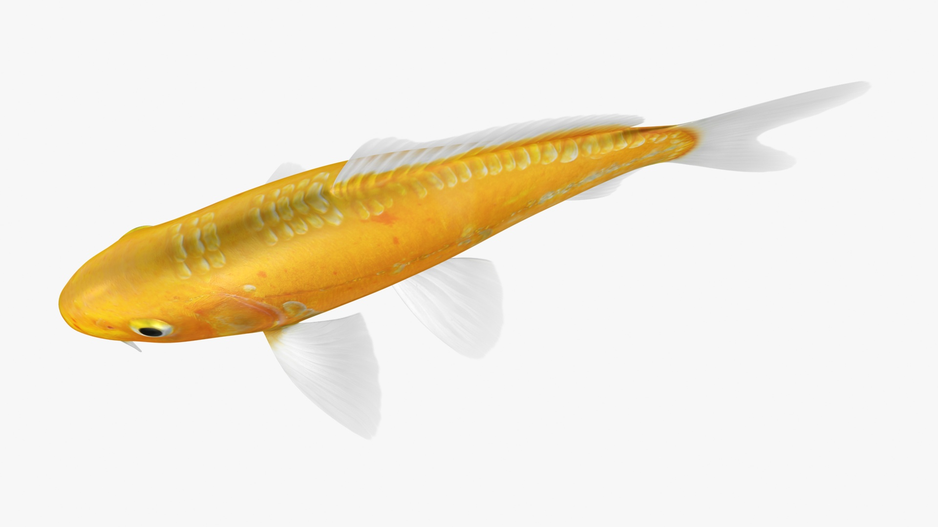 3D Kigoi Koi Fish Animation - TurboSquid 1504758