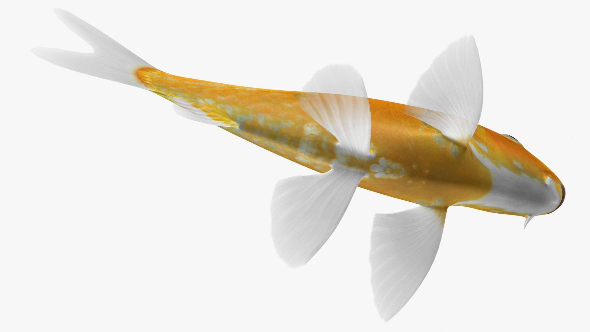 3D Kigoi Koi Fish Animation - TurboSquid 1504758