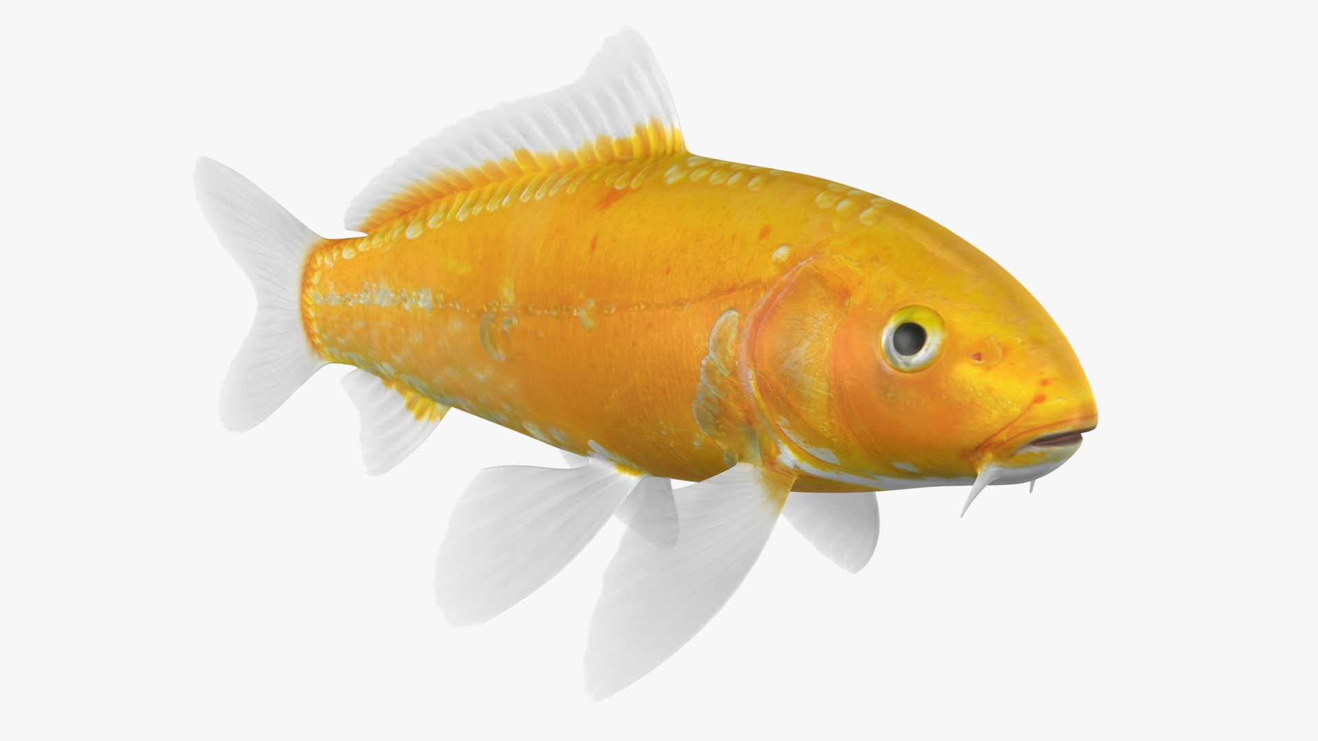 3D Kigoi Koi Fish Animation - TurboSquid 1504758