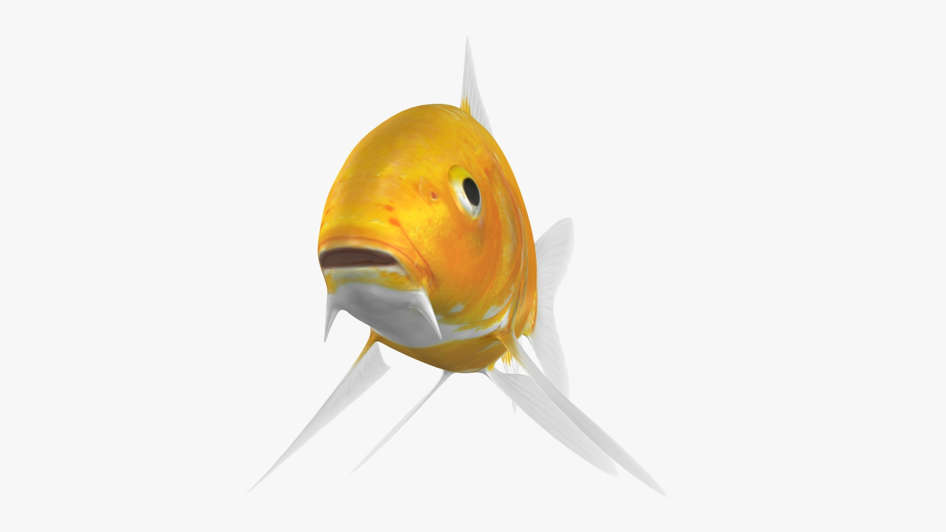 3D Kigoi Koi Fish Animation - TurboSquid 1504758