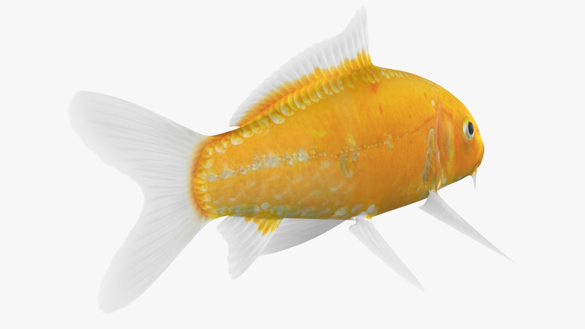 3D Kigoi Koi Fish Animation - TurboSquid 1504758