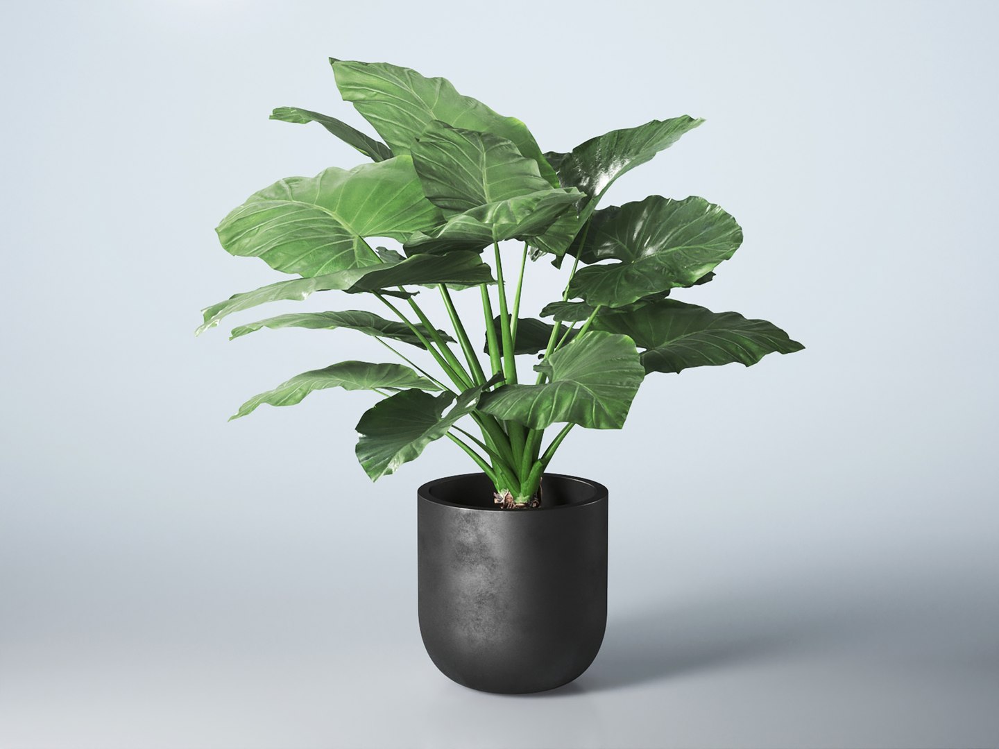 3D Elephant Ear Plant In Black Planter - TurboSquid 2158810
