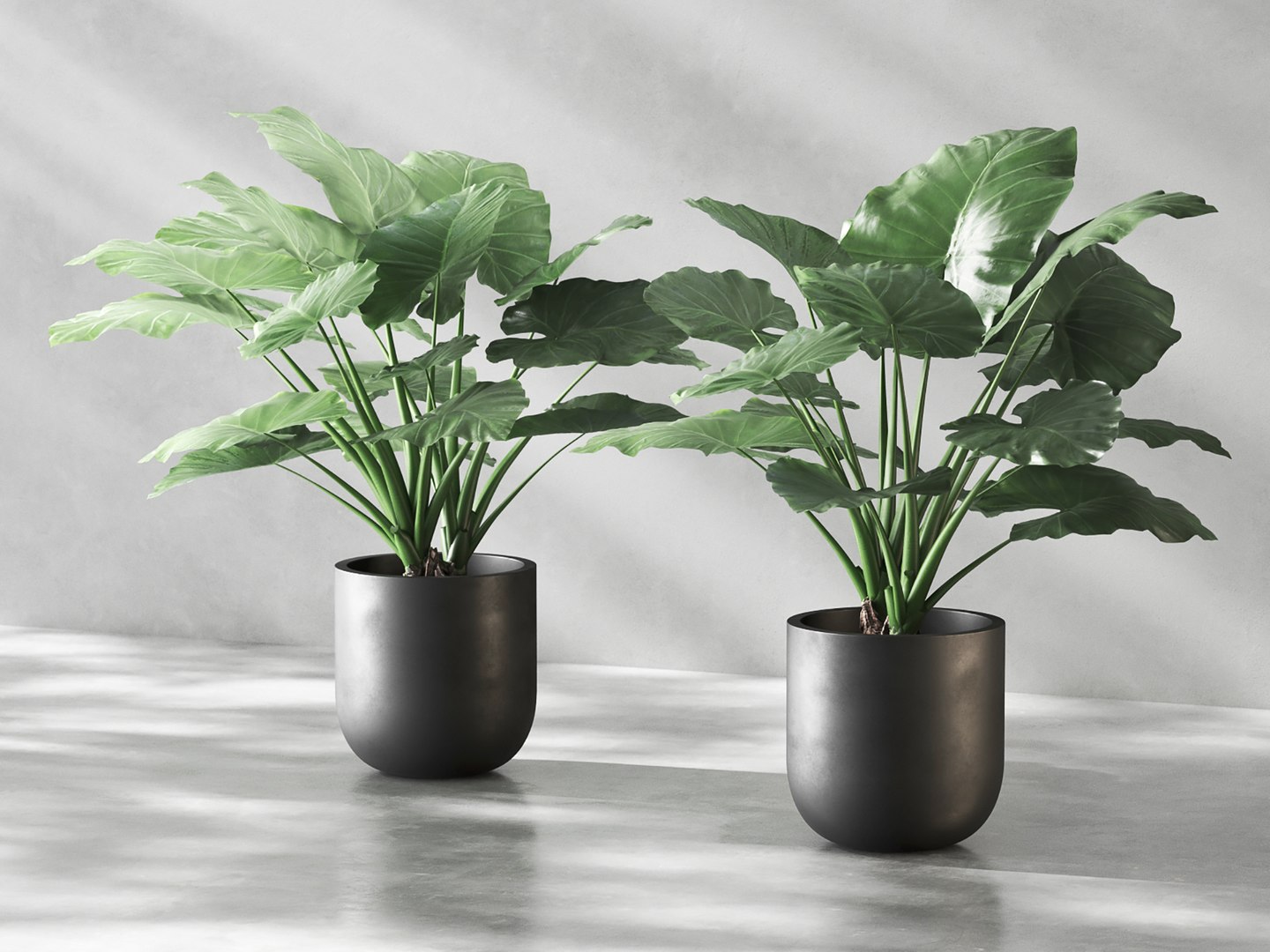 3D Elephant Ear Plant In Black Planter - TurboSquid 2158810