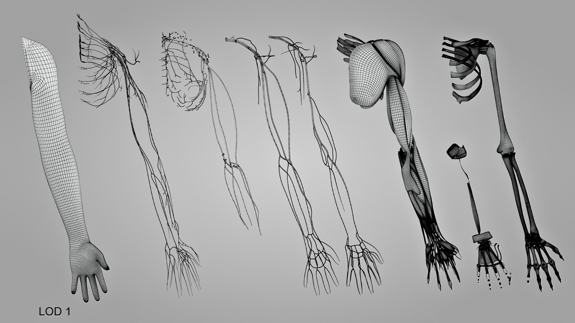 Complete Human arm anatomy 3D model - TurboSquid 1925121