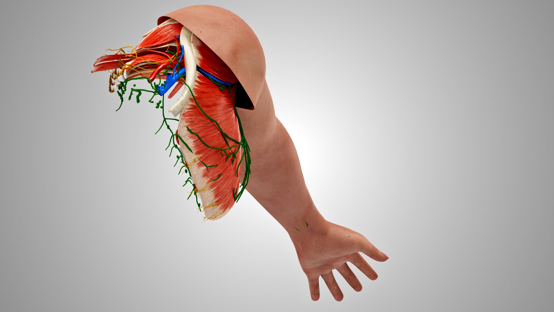 Complete Human arm anatomy 3D model - TurboSquid 1925121