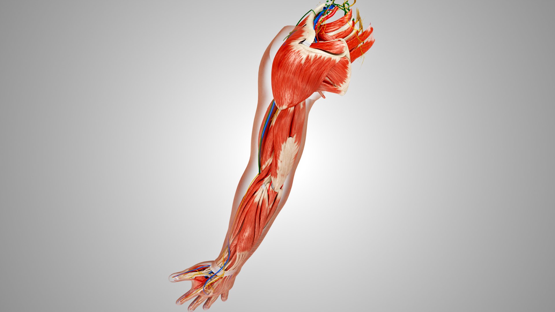 Complete Human arm anatomy 3D model - TurboSquid 1925121