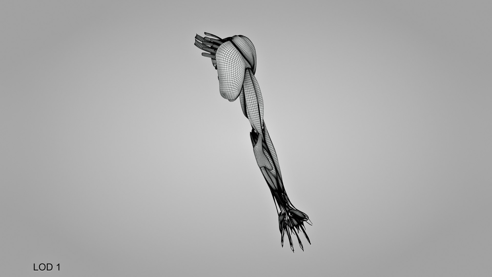 Complete Human arm anatomy 3D model - TurboSquid 1925121