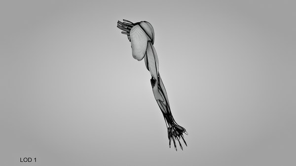 Complete Human arm anatomy 3D model - TurboSquid 1925121