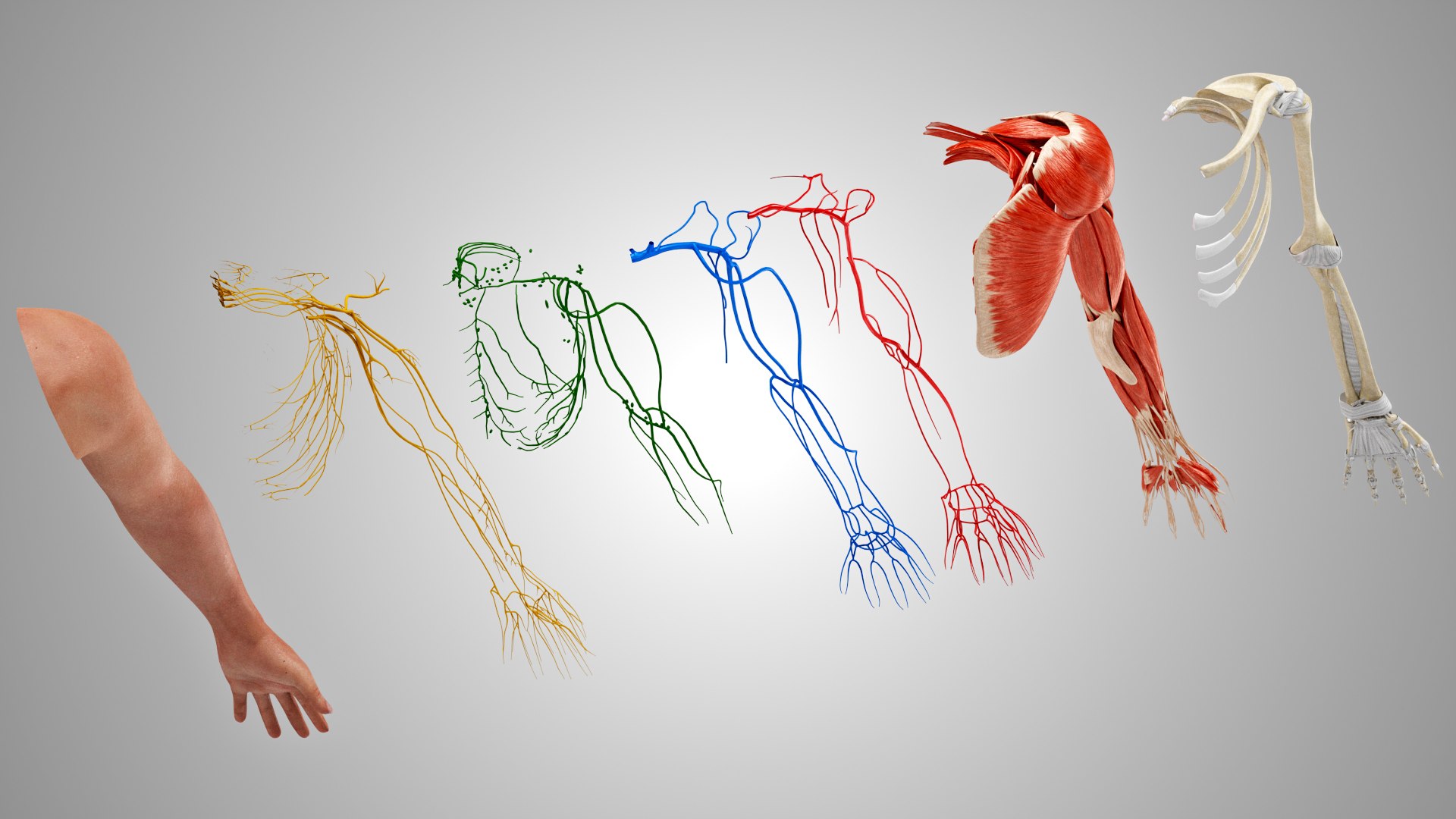 Complete Human Arm Anatomy 3D Model - TurboSquid 1925121