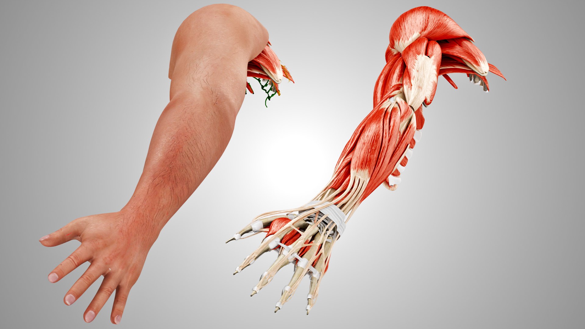 Anatomy Arm Bones 3d Model Bones Human Arm Anatomy PVC 3D Anatomical
