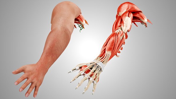 Complete Human arm anatomy 3D model - TurboSquid 1925121