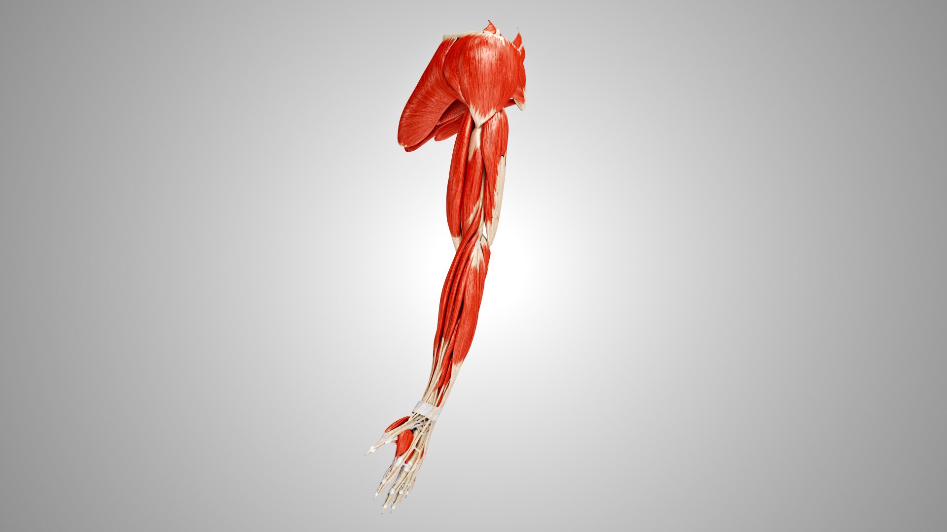 Complete Human arm anatomy 3D model - TurboSquid 1925121