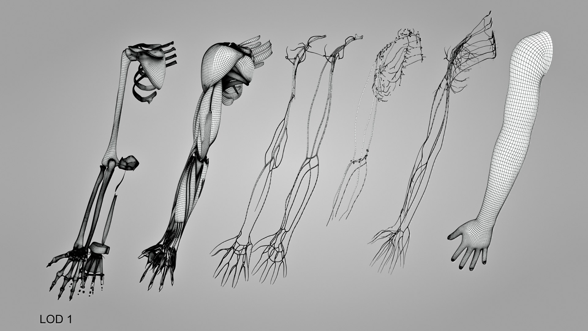 Complete Human arm anatomy 3D model - TurboSquid 1925121