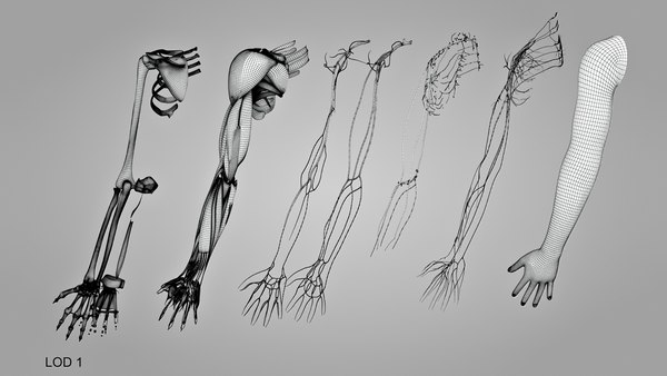 Complete Human arm anatomy 3D model - TurboSquid 1925121