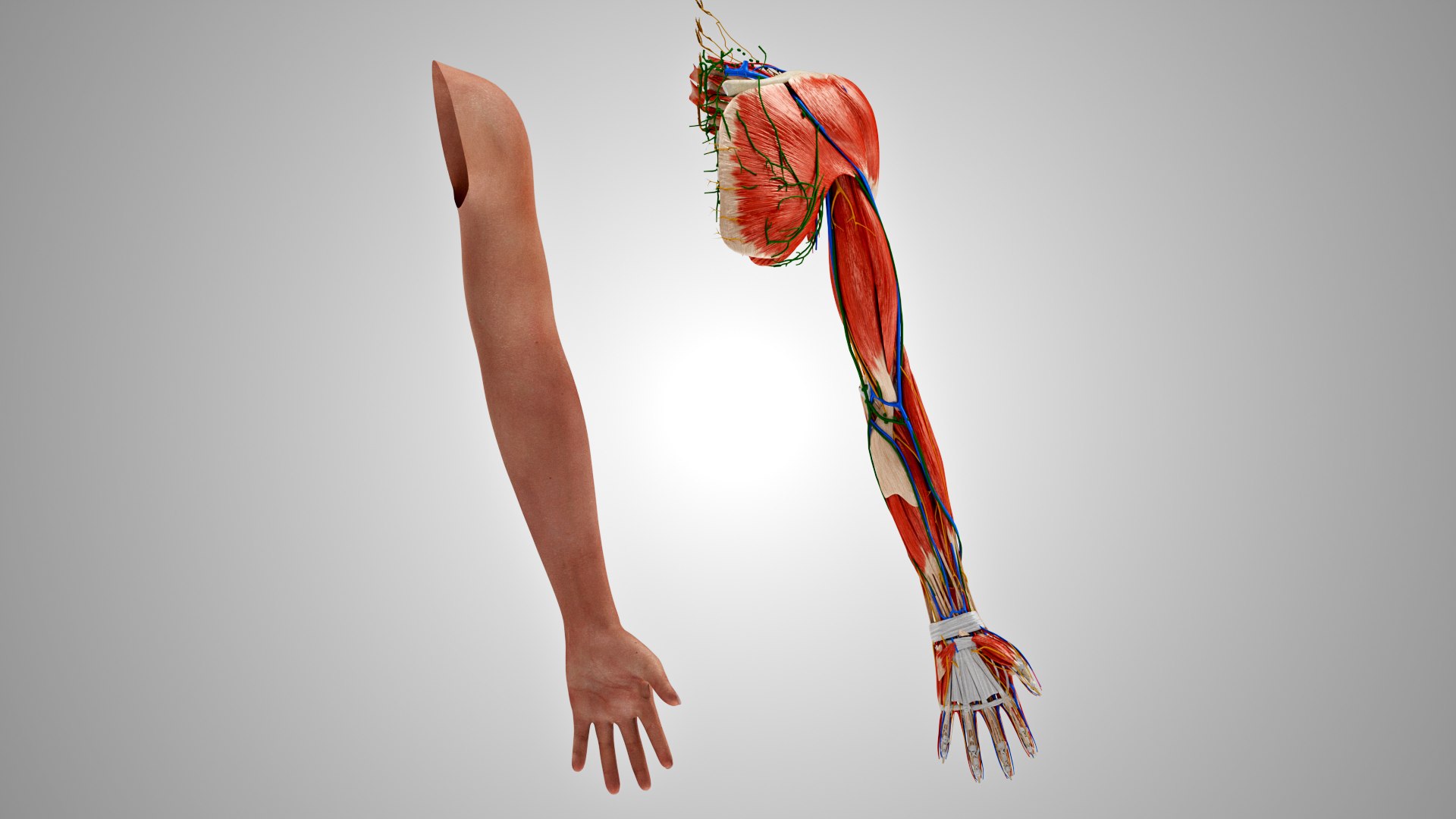 Complete Human Arm Anatomy 3D Model - TurboSquid 1925121