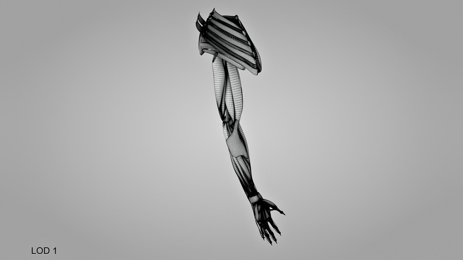 Complete Human arm anatomy 3D model - TurboSquid 1925121