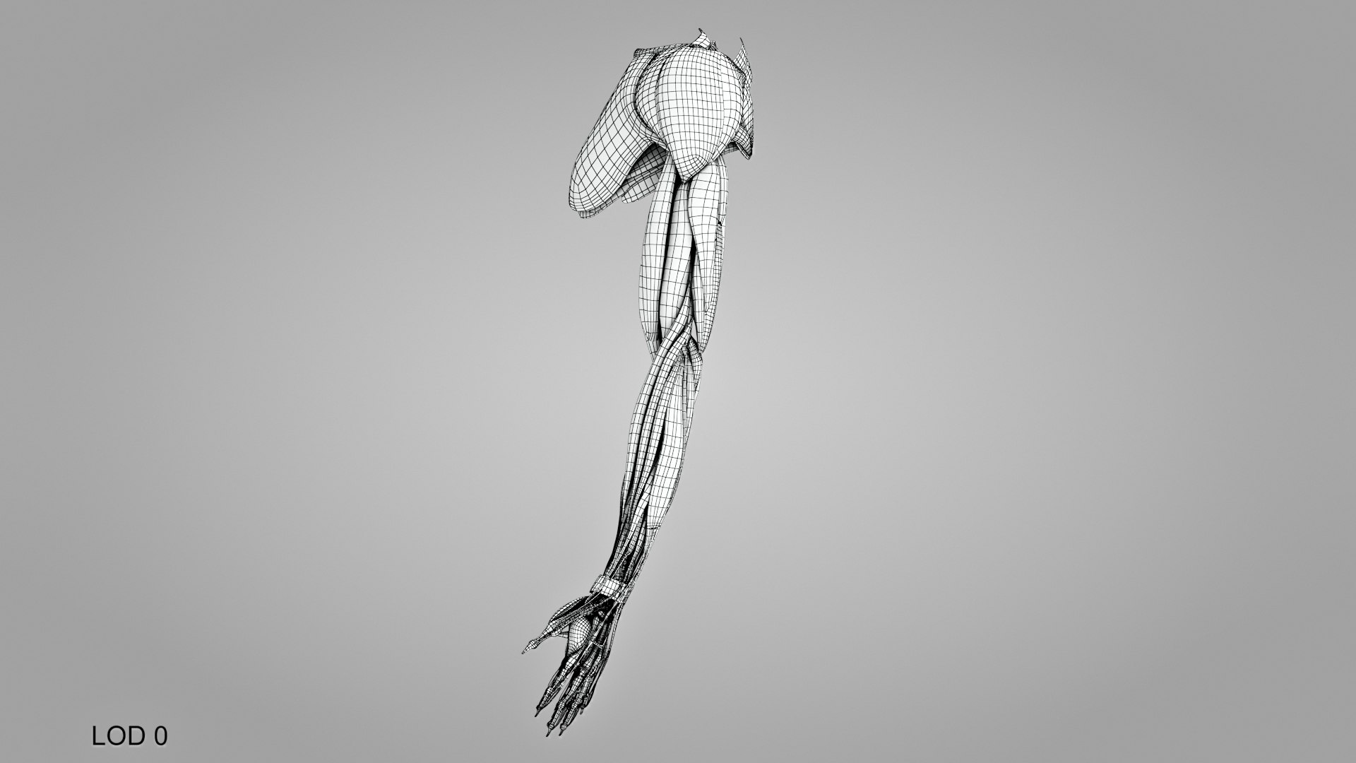 Complete Human arm anatomy 3D model - TurboSquid 1925121