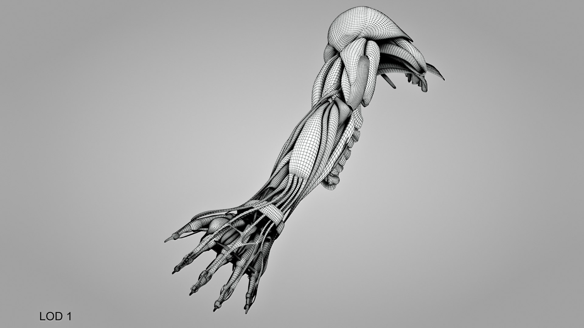 Complete Human arm anatomy 3D model - TurboSquid 1925121