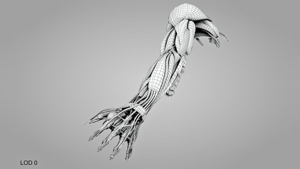 Complete Human arm anatomy 3D model - TurboSquid 1925121