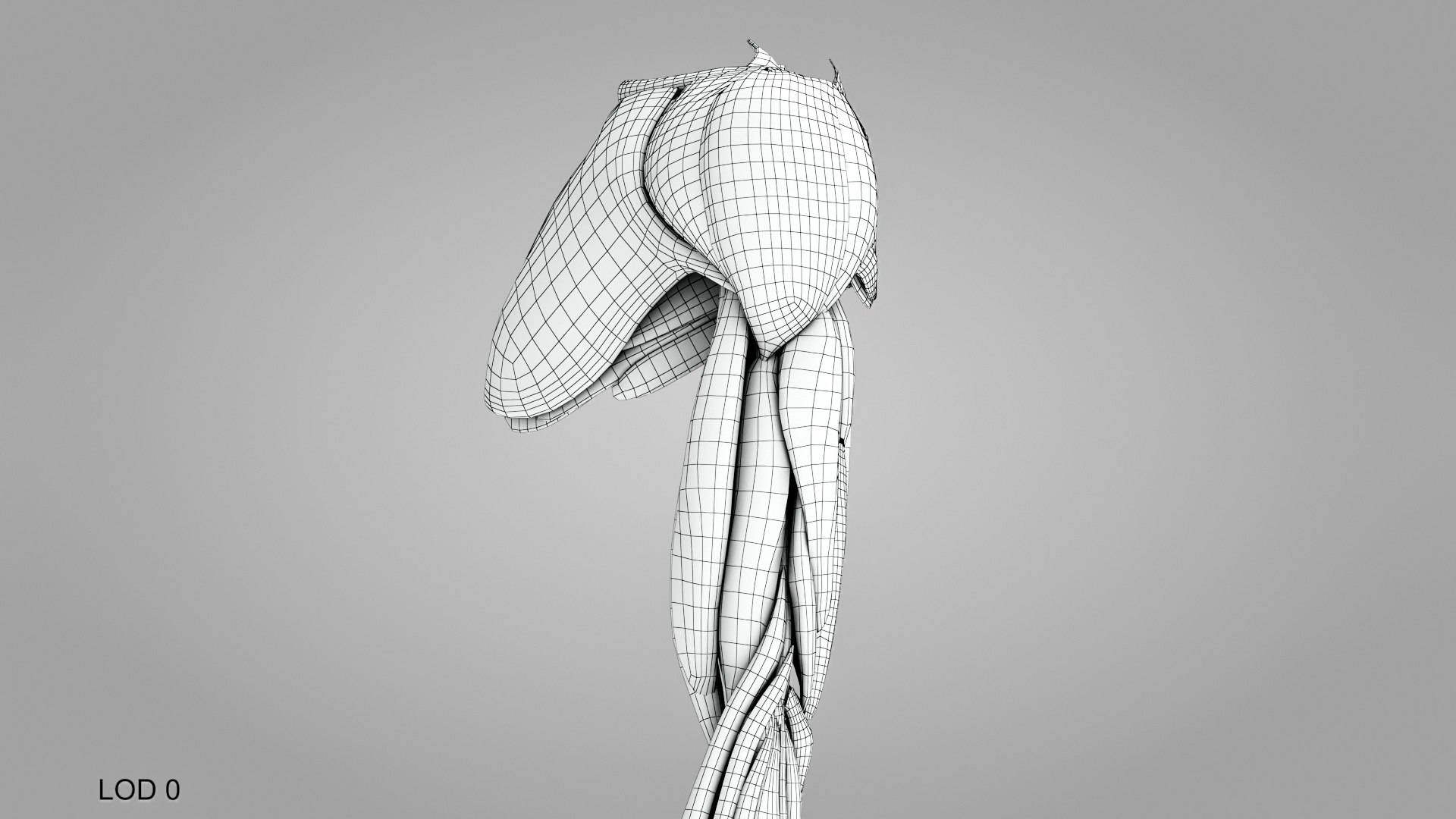 Complete Human arm anatomy 3D model - TurboSquid 1925121